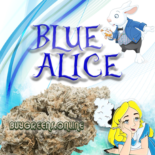 Blueberry AAA (1oz) – BUYGREENS